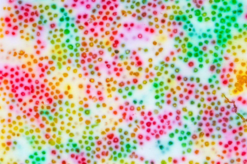 Tri Color Tapioca Jello – C.HawjCreations